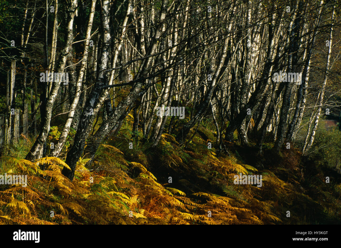 Scotland, Highlands, Glen Spean, Trees and bracken Stock Photo - Alamy