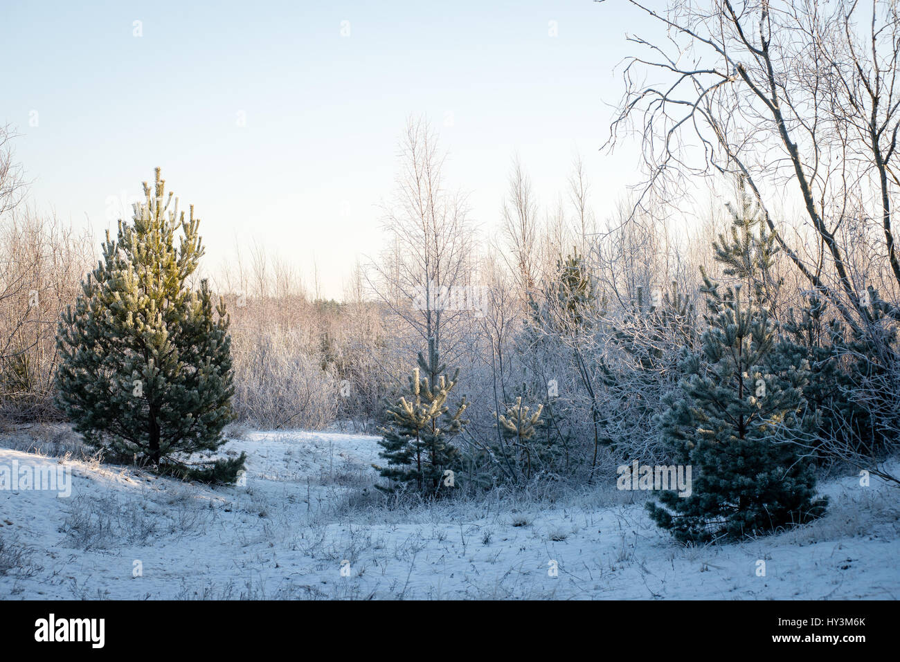 snowy tourist hiking trail in woods in winter. trails in snow Stock ...