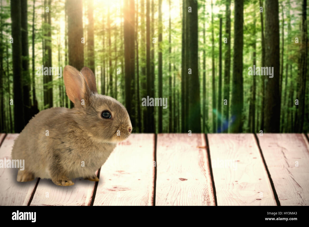 Tropical Rodent High Resolution Stock Photography and Images - Alamy