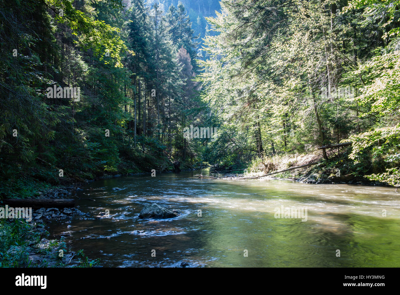 beautiful river in forest with reflections and trees on both sides of ...