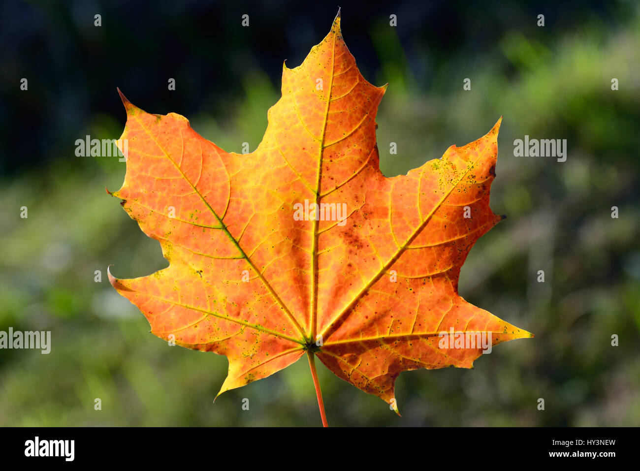 Maple tree sheets hi-res stock photography and images - Alamy