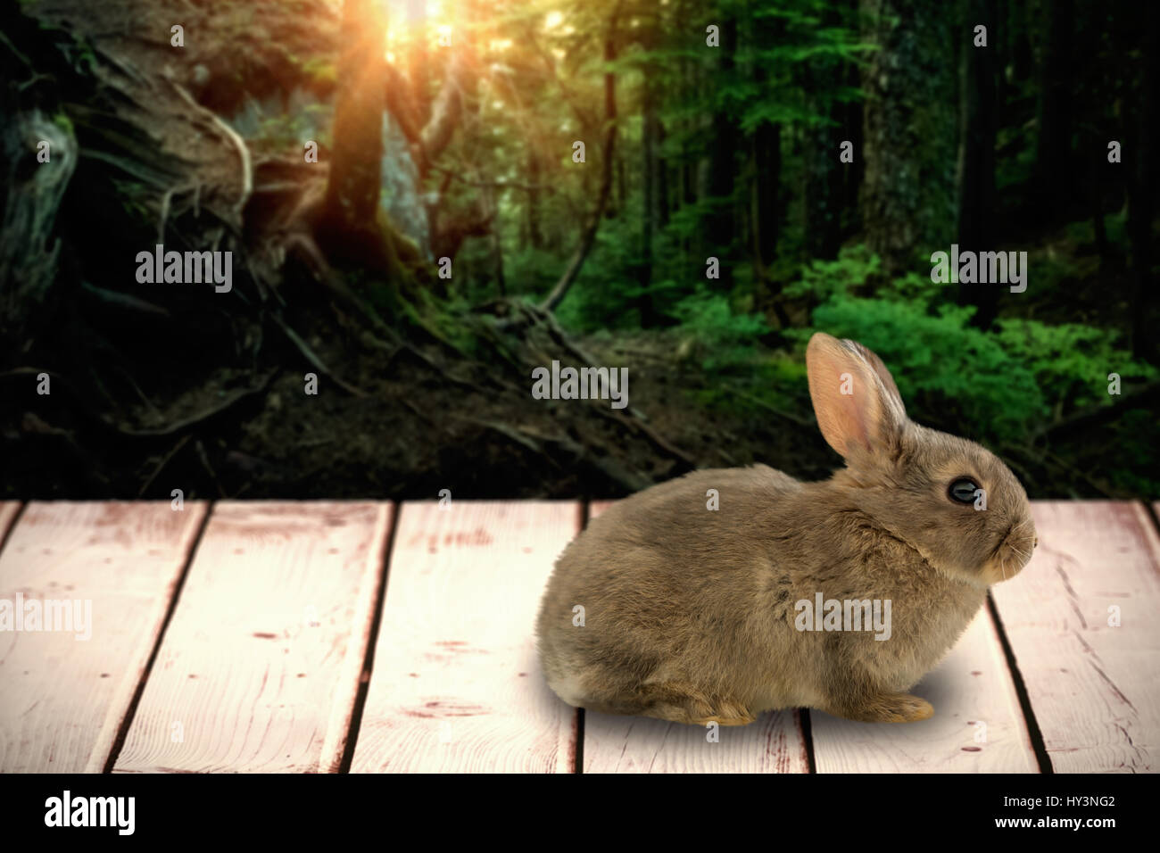 Close-up of bunny against trees during sunset Stock Photo - Alamy