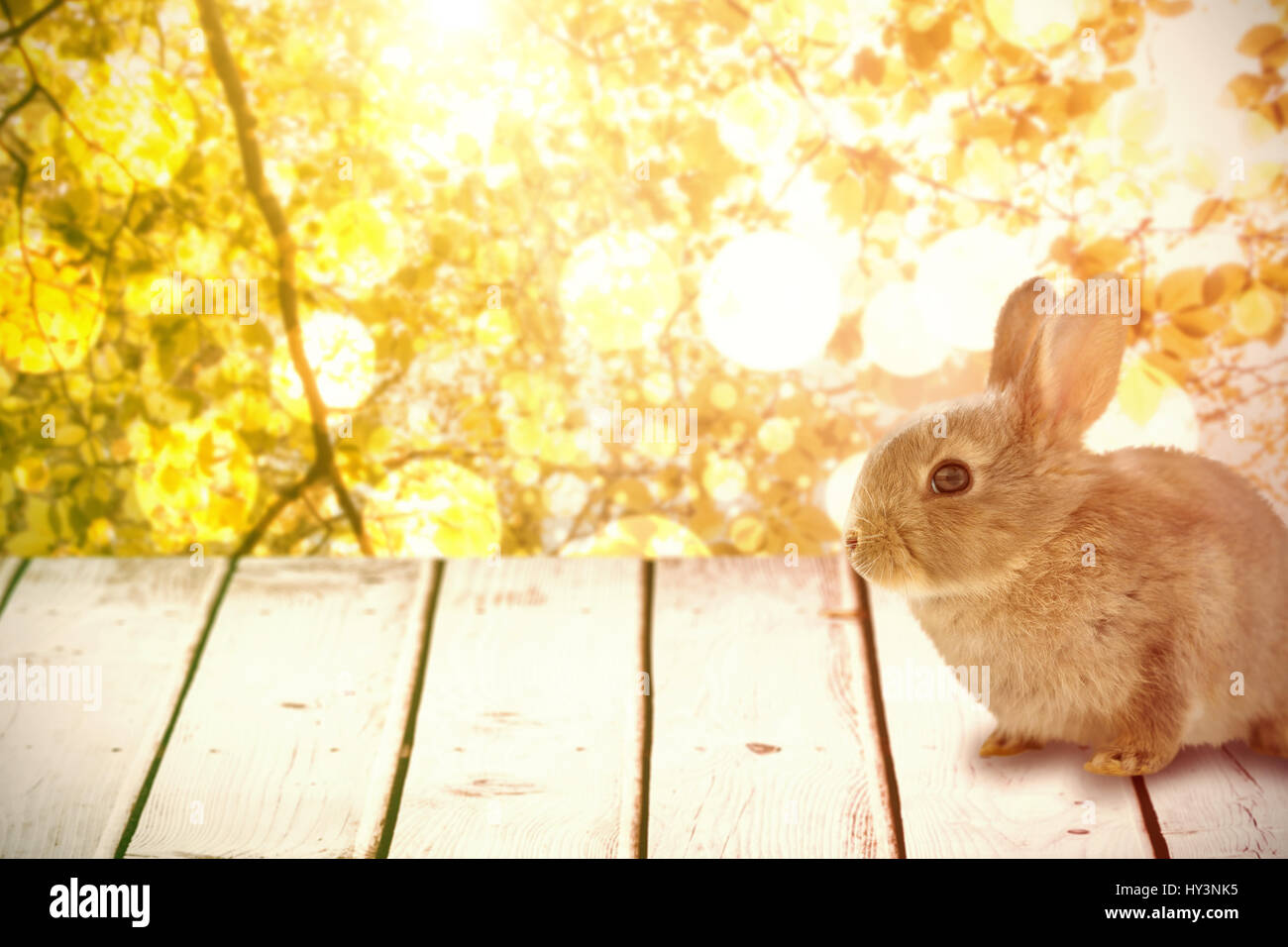 Brown bunny scene hi-res stock photography and images - Alamy