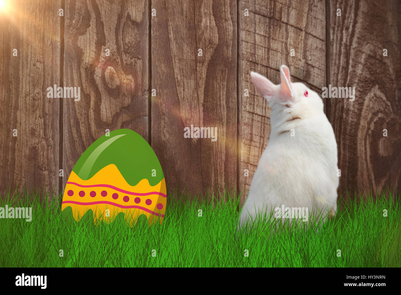 Rabbit rear view hi-res stock photography and images - Alamy