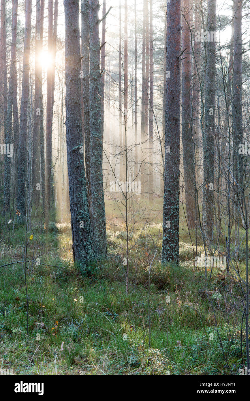 beautiful light beams in forest through trees in misty morning Stock ...