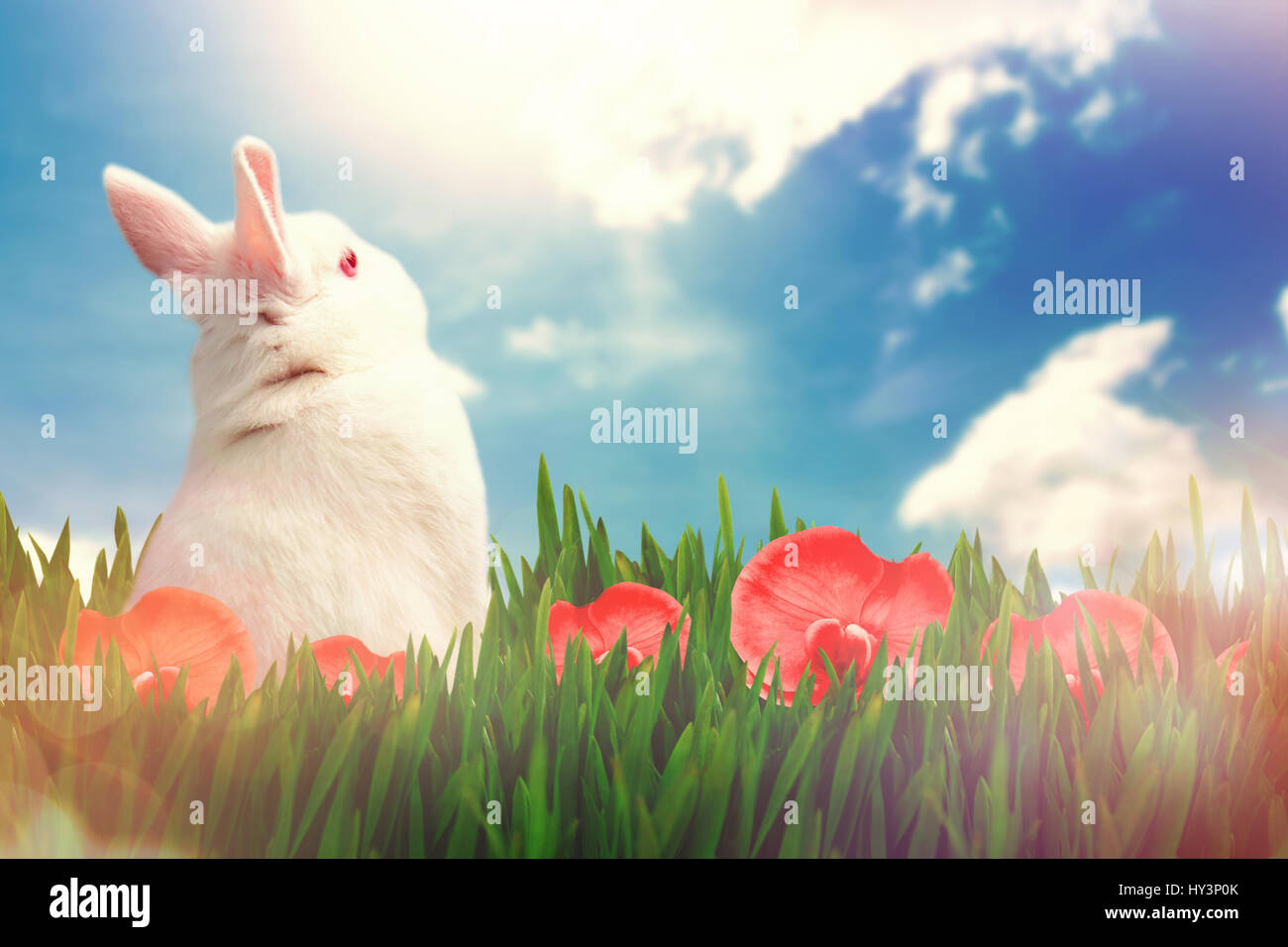 Rear view of cute rabbit against glowing background Stock Photo - Alamy