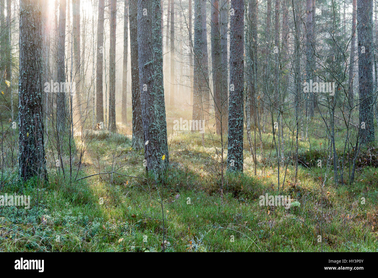 beautiful light beams in forest through trees in misty morning Stock ...