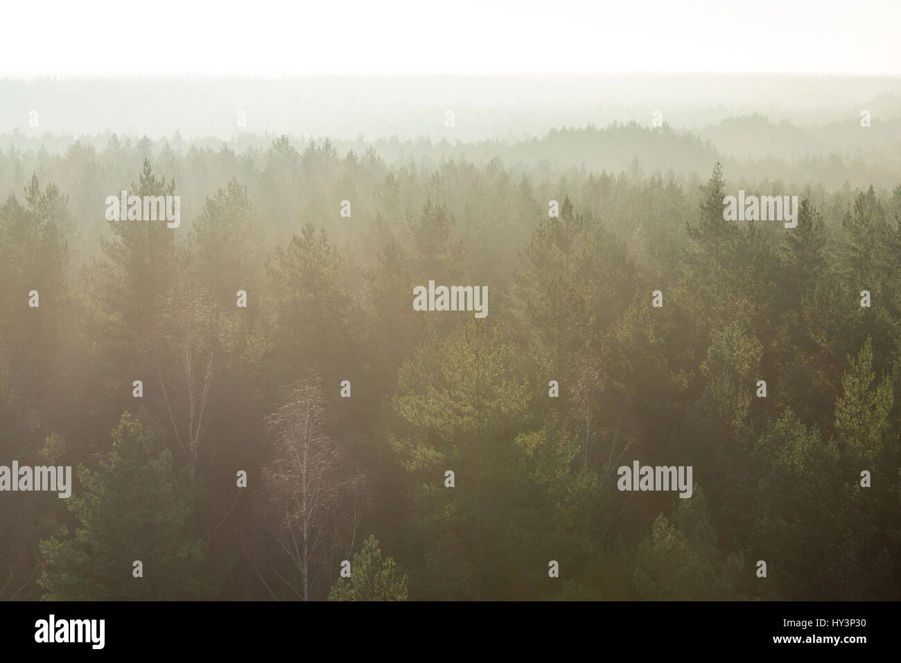 panoramic view of misty forest. far horizon Stock Photo - Alamy