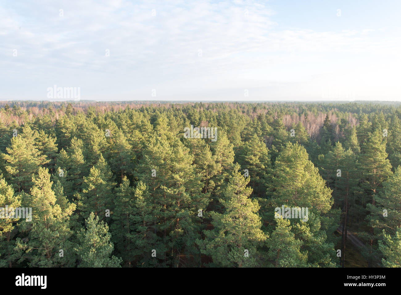 panoramic view of misty forest. far horizon Stock Photo - Alamy