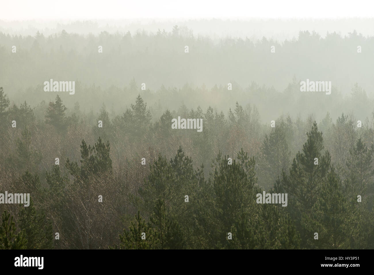 panoramic view of misty forest. far horizon Stock Photo - Alamy
