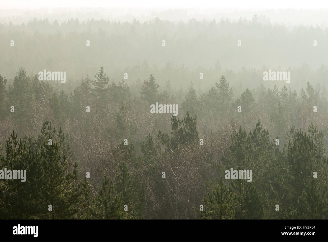 panoramic view of misty forest. far horizon Stock Photo - Alamy