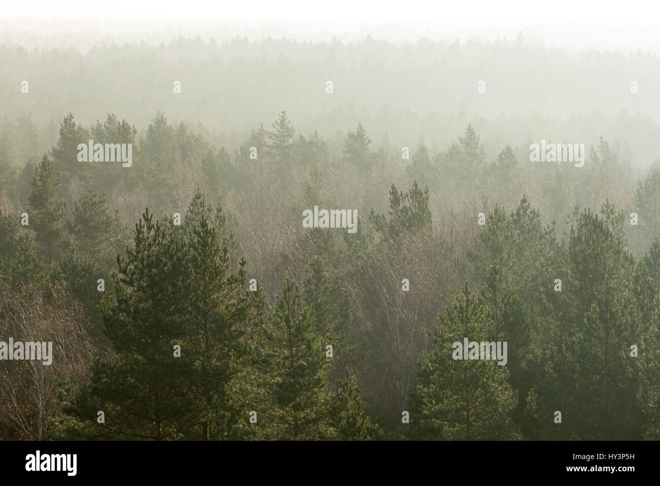 panoramic view of misty forest. far horizon Stock Photo - Alamy