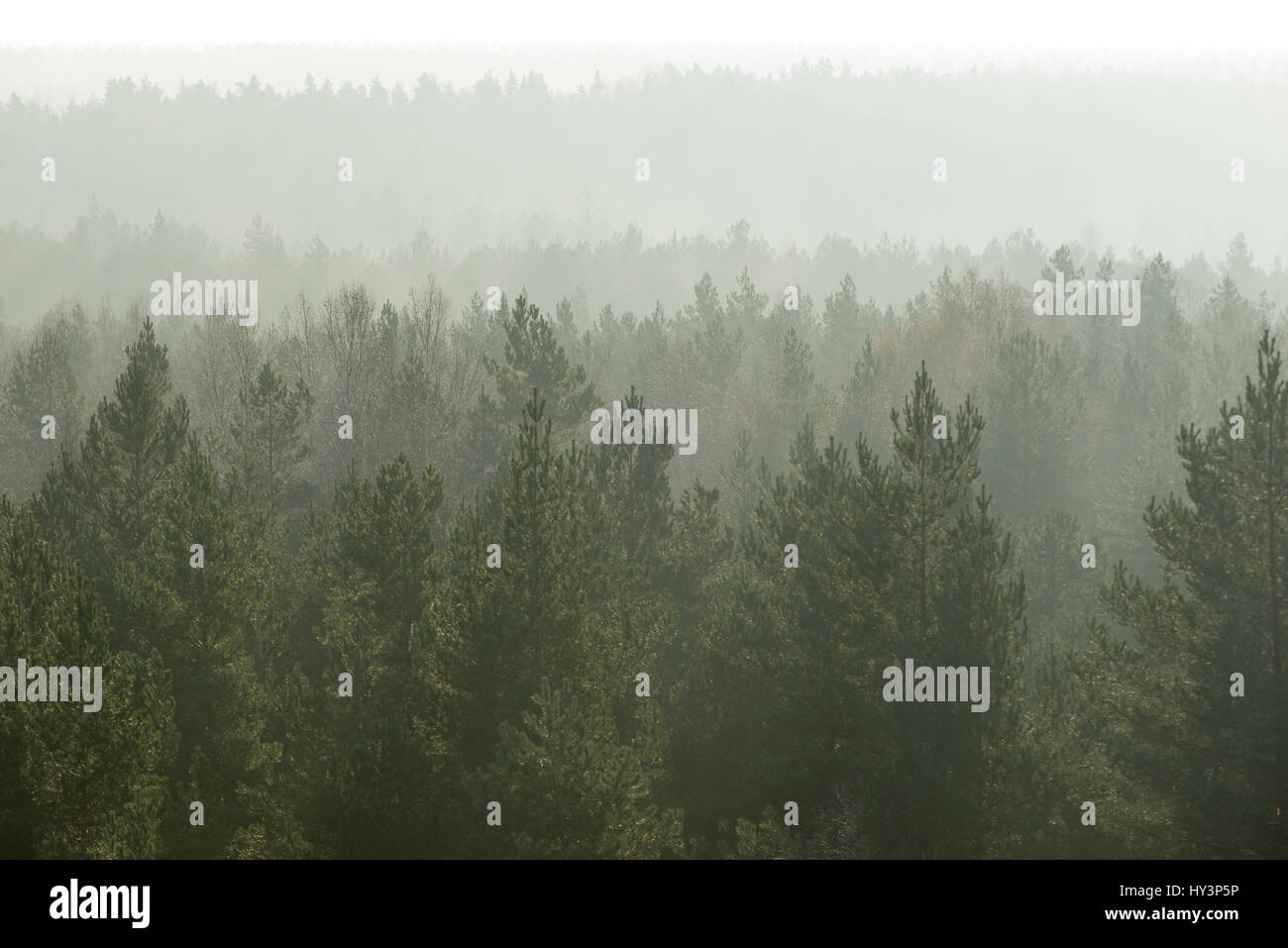 panoramic view of misty forest. far horizon Stock Photo - Alamy