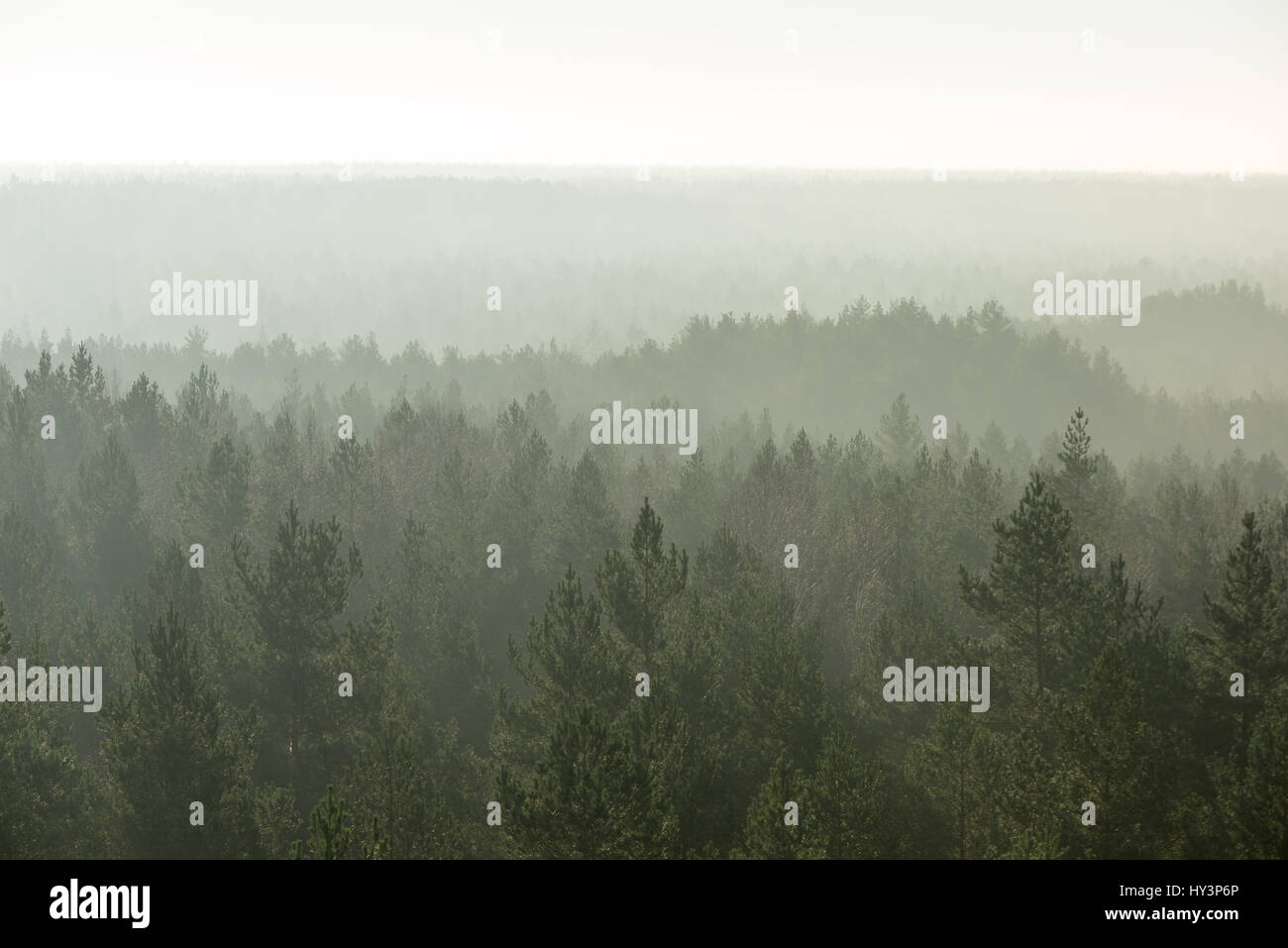 panoramic view of misty forest. far horizon Stock Photo - Alamy