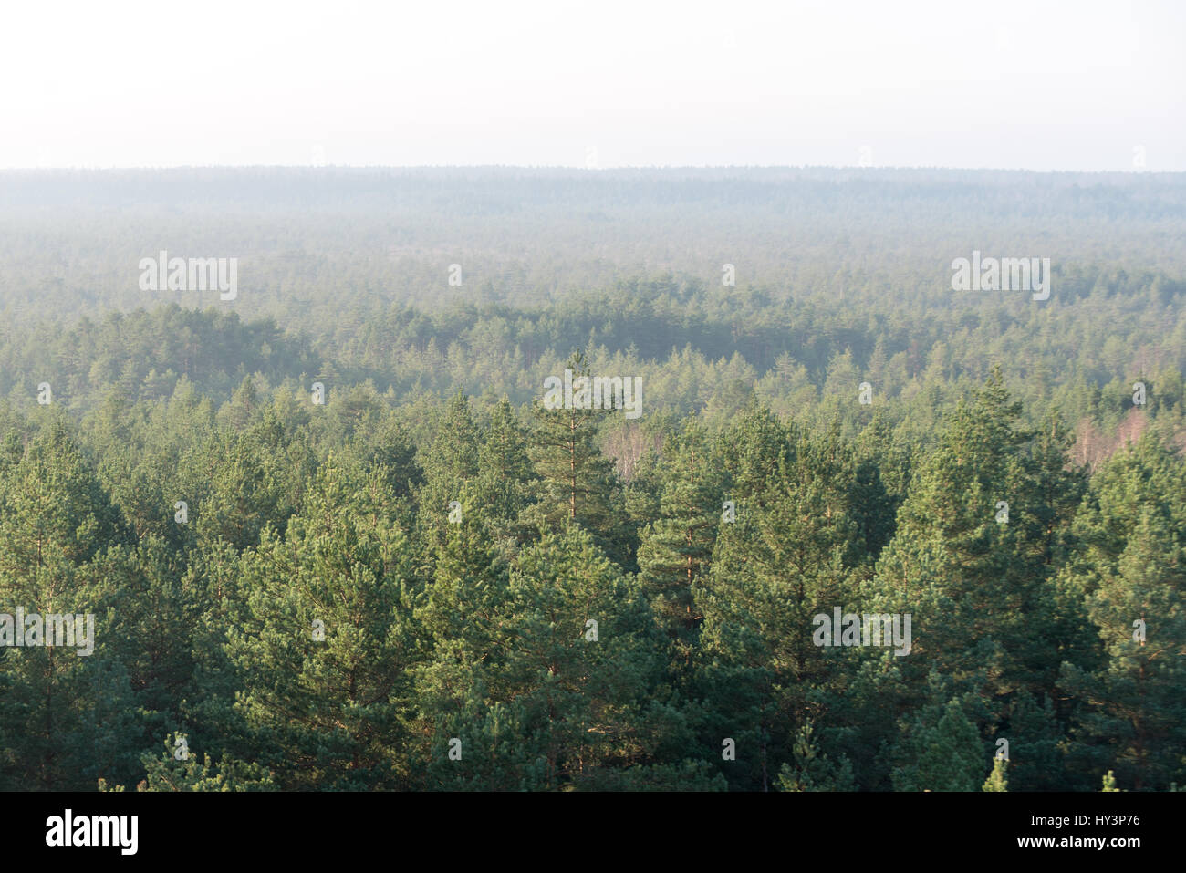 panoramic view of misty forest. far horizon Stock Photo - Alamy