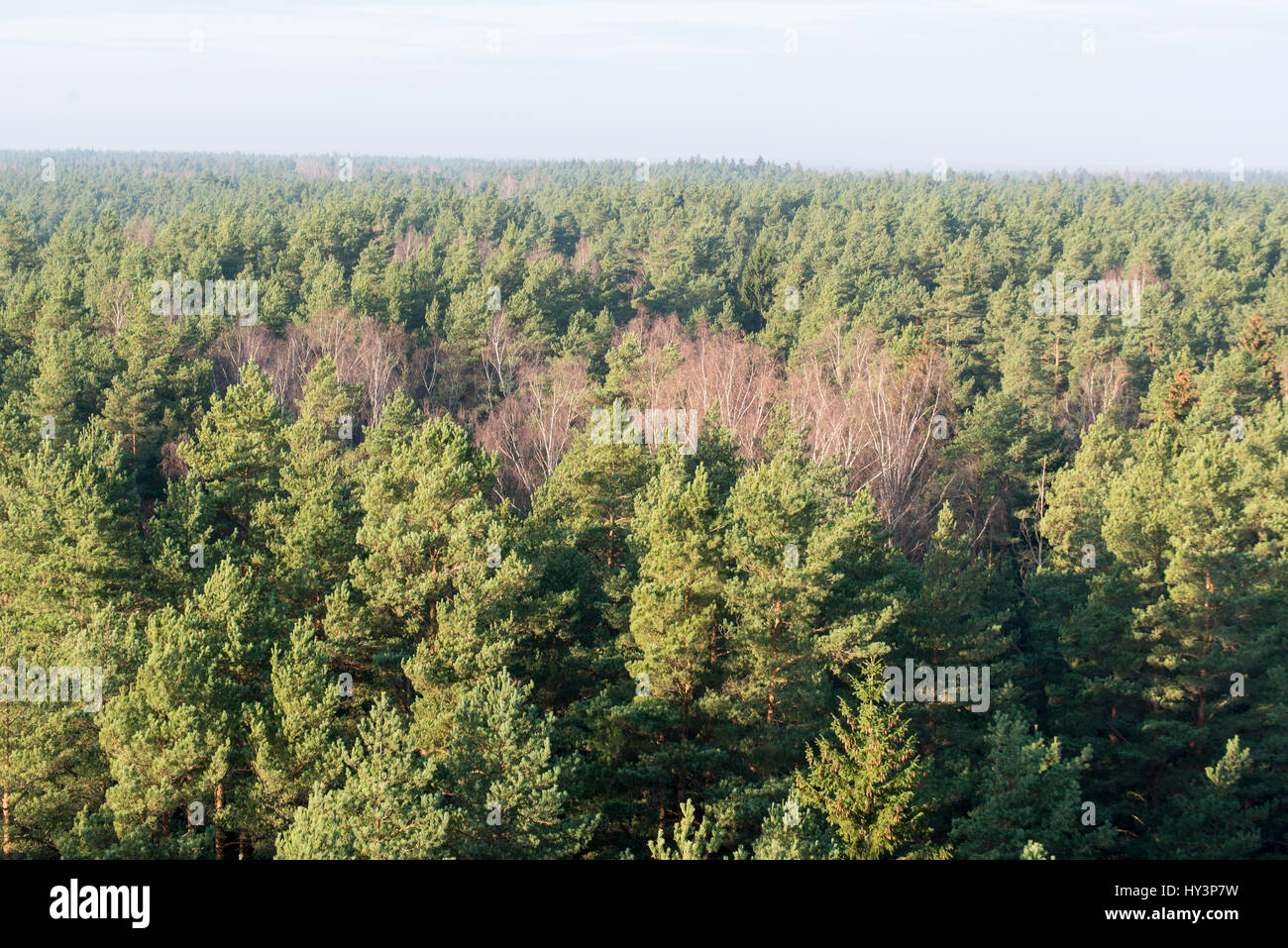 panoramic view of misty forest. far horizon Stock Photo - Alamy