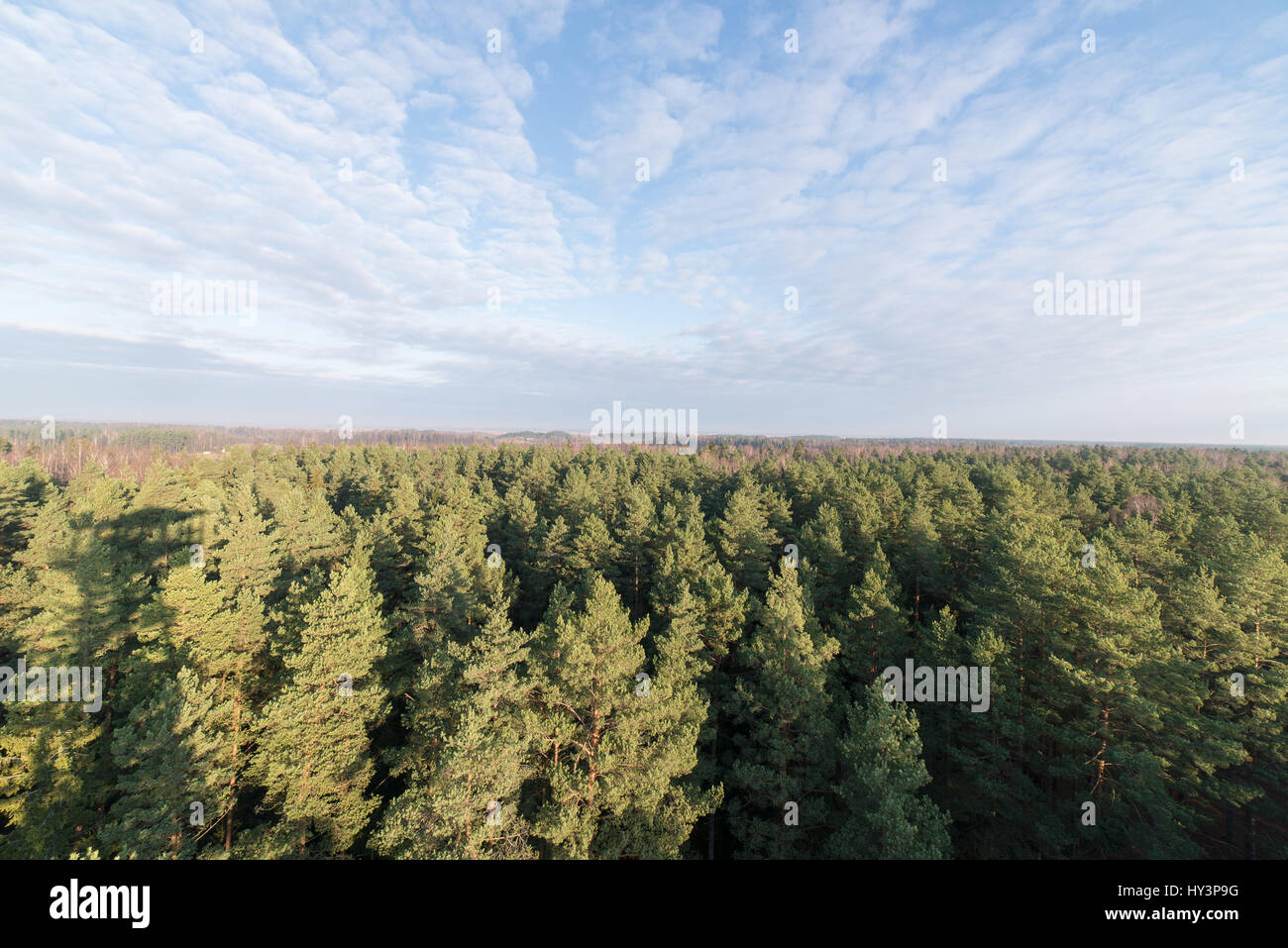 panoramic view of misty forest. far horizon Stock Photo - Alamy