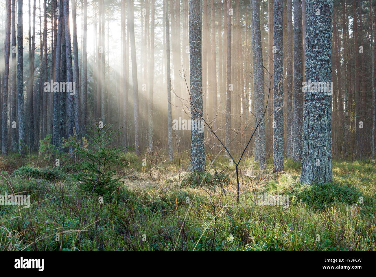 beautiful light beams in forest through trees in misty morning Stock ...