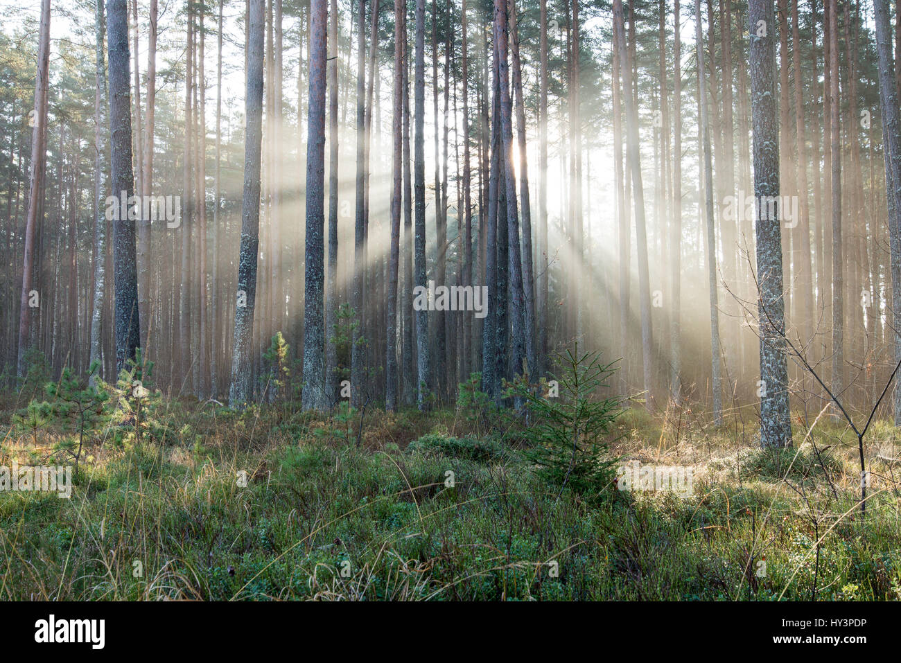 beautiful light beams in forest through trees in misty morning Stock ...