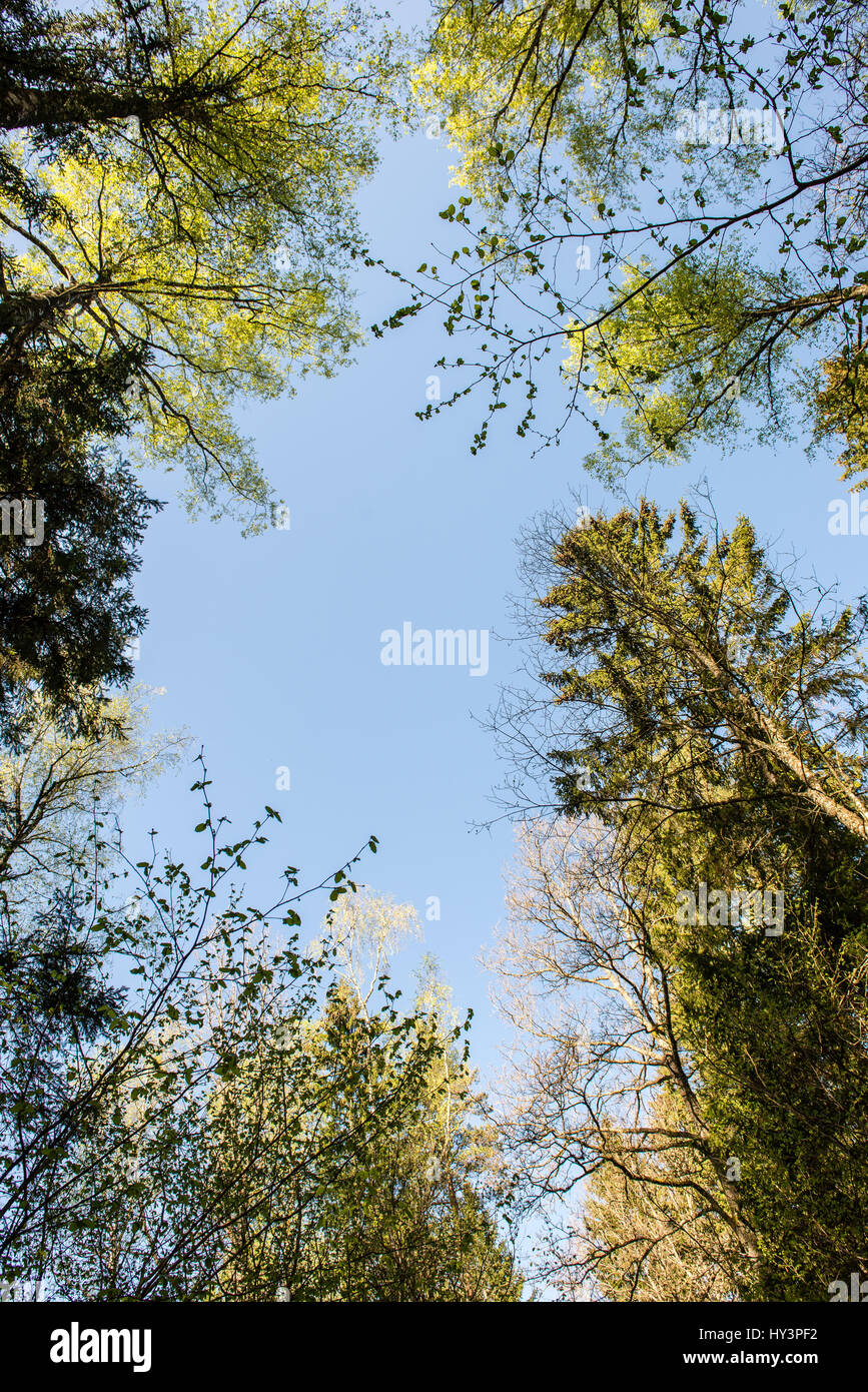 Trees in the forest - the crown of leaves against the sky in spring ...