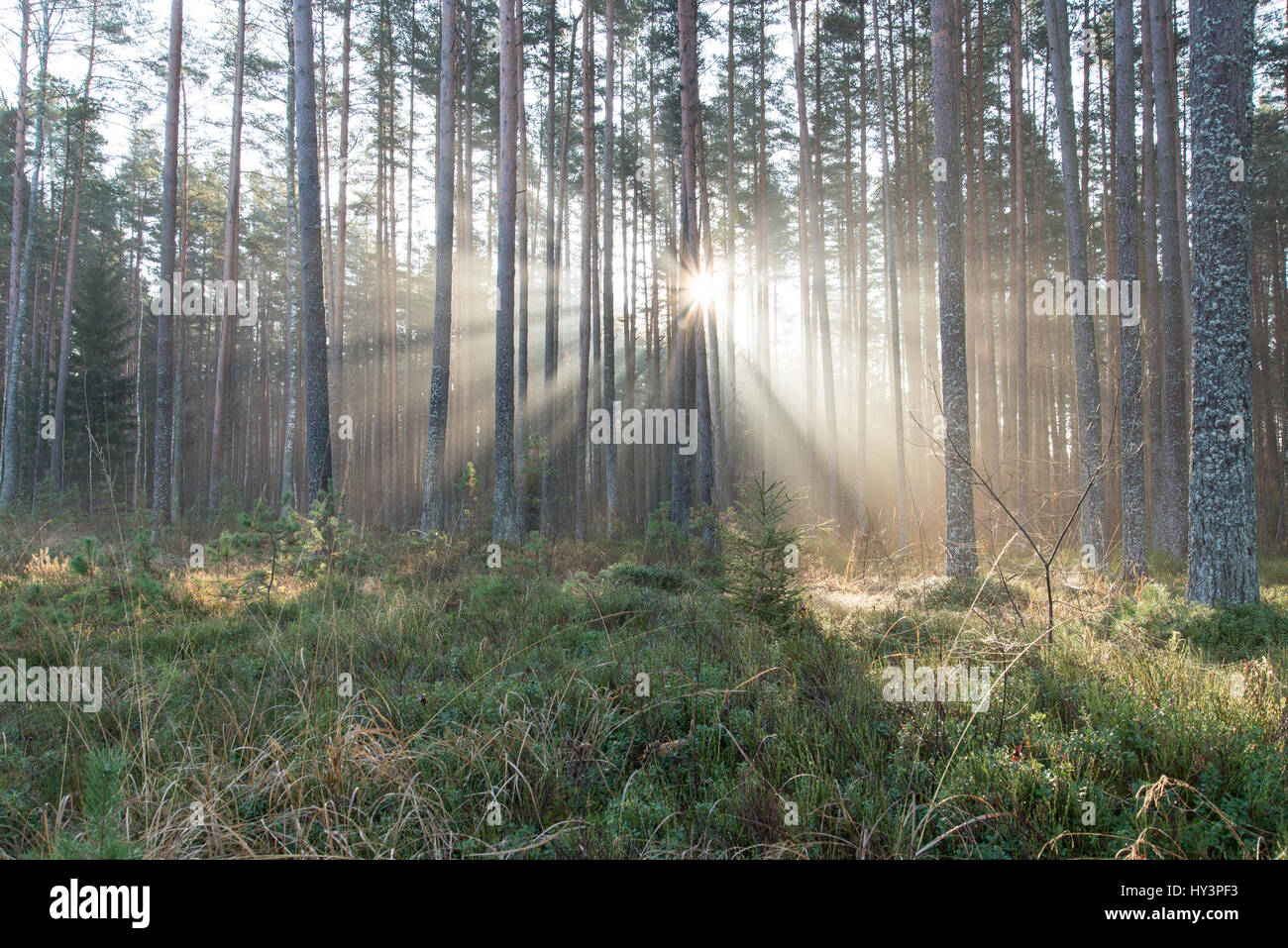 beautiful light beams in forest through trees in misty morning Stock ...