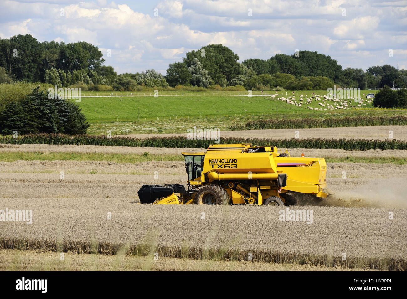 Combine harvester with grain harvest in the Spadenland, Hamburg ...