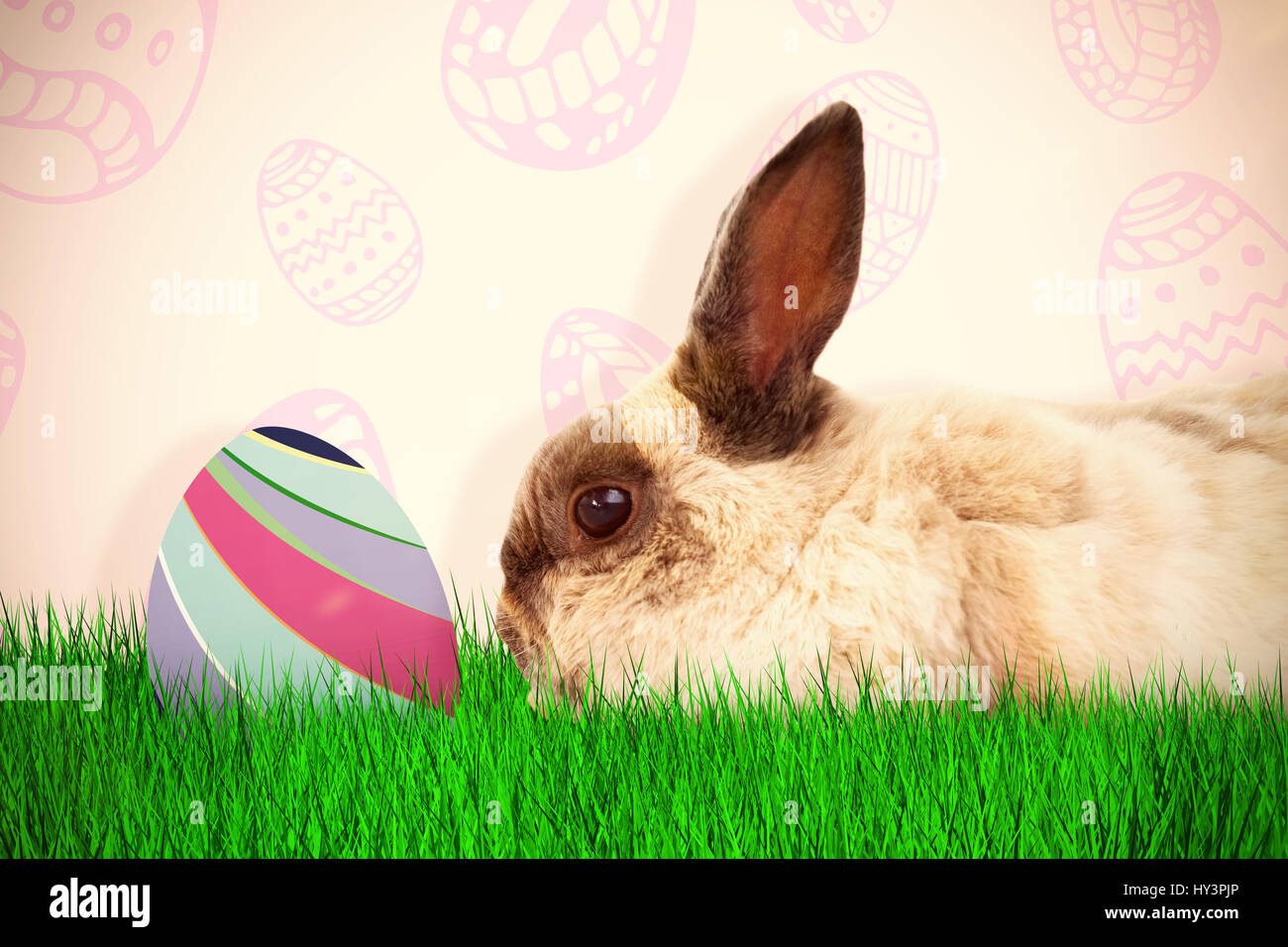 Side view of brown rabbit sitting against beige background Stock Photo ...