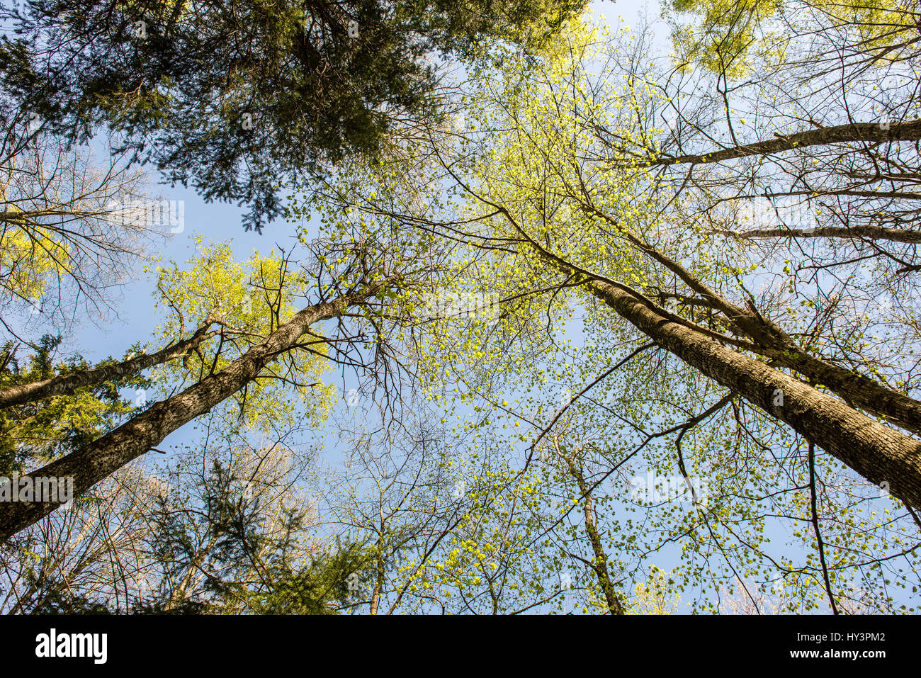 Trees in the forest - the crown of leaves against the sky in spring ...