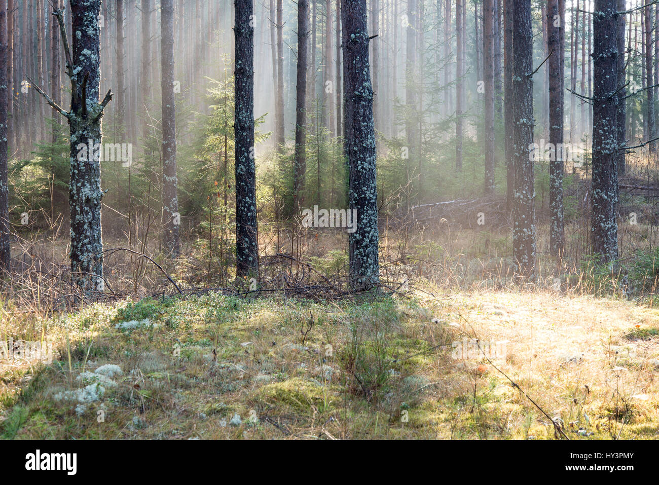 beautiful light beams in forest through trees in misty morning Stock ...