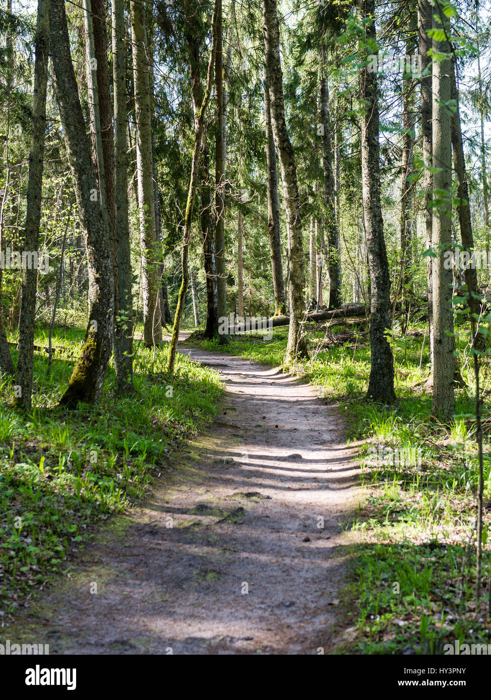 empty country road in spring forest with perspective and shadows Stock ...