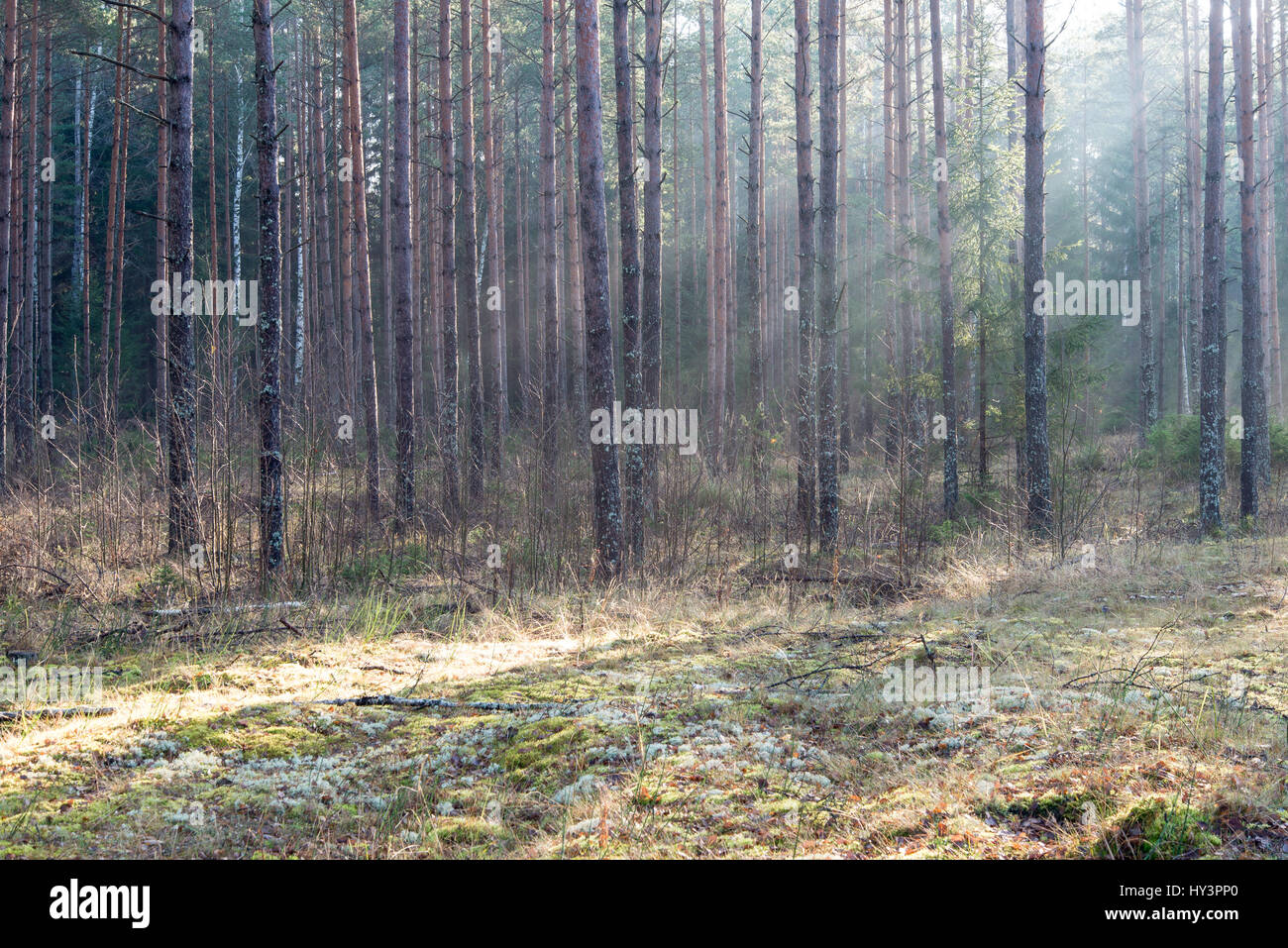 beautiful light beams in forest through trees in misty morning Stock ...