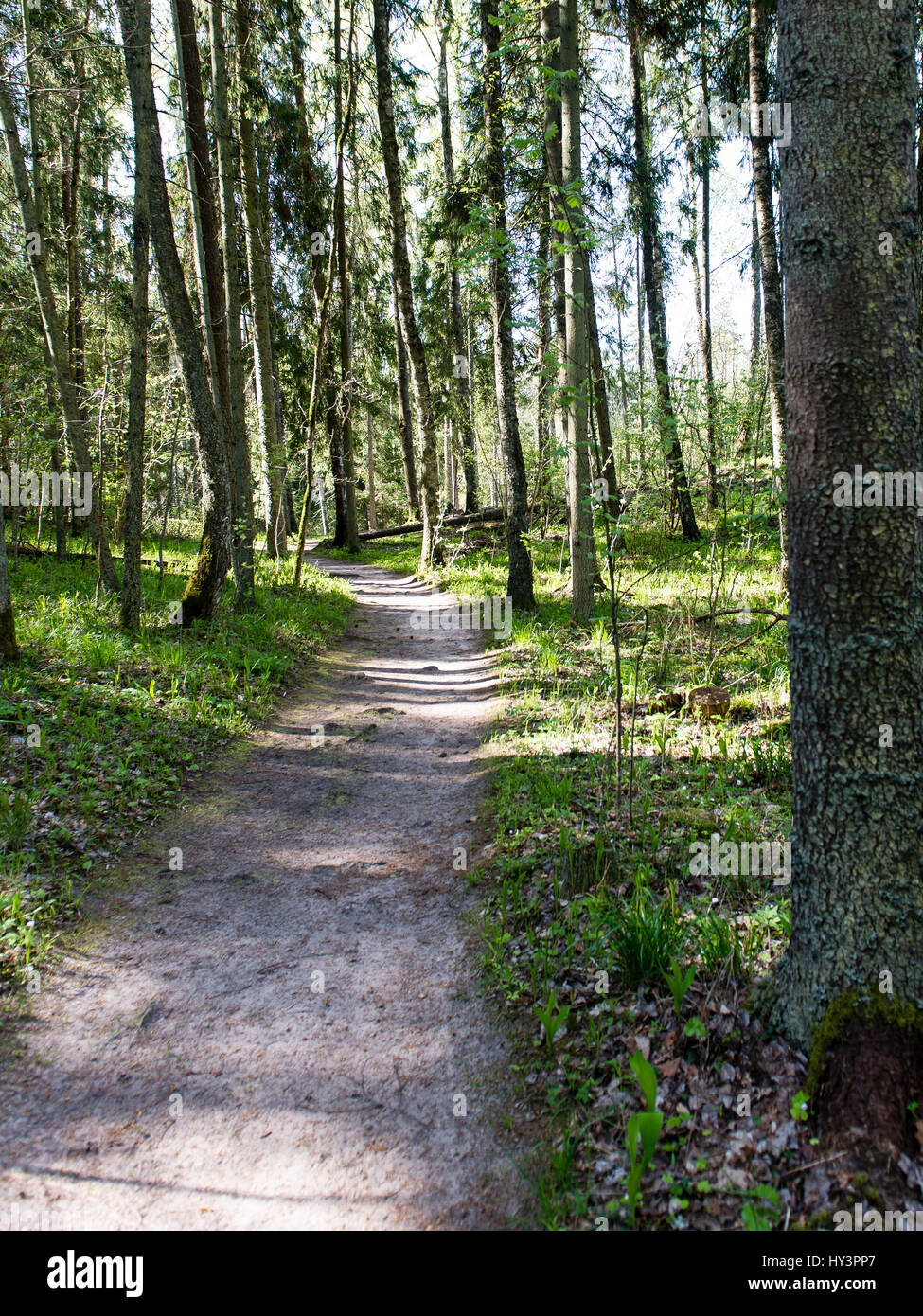 empty country road in spring forest with perspective and shadows Stock ...