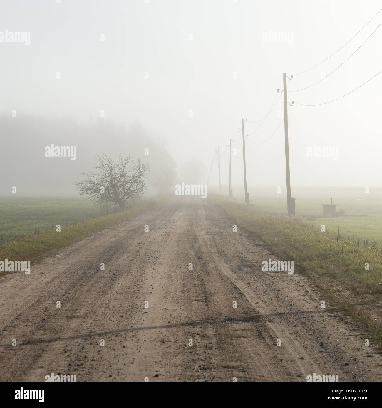 beautiful green meadow in heavy mist with lonely trees Stock Photo - Alamy