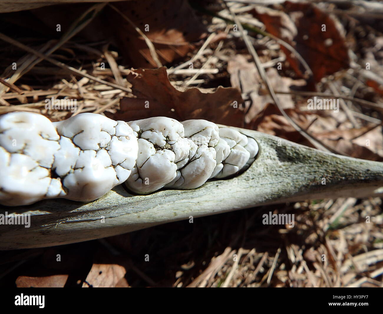 With dead wild boar hi-res stock photography and images - Alamy