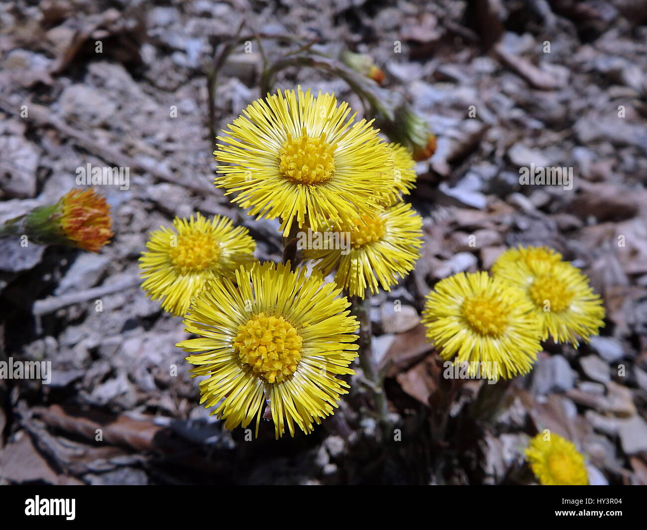 Beautiful yellow coltsfoots on a natural background, Yellow flowers ...