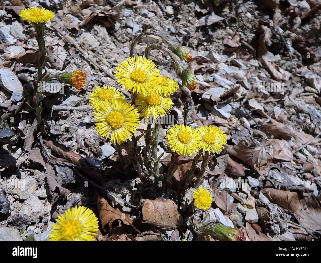 Beautiful yellow coltsfoots on a natural background, Yellow flowers ...