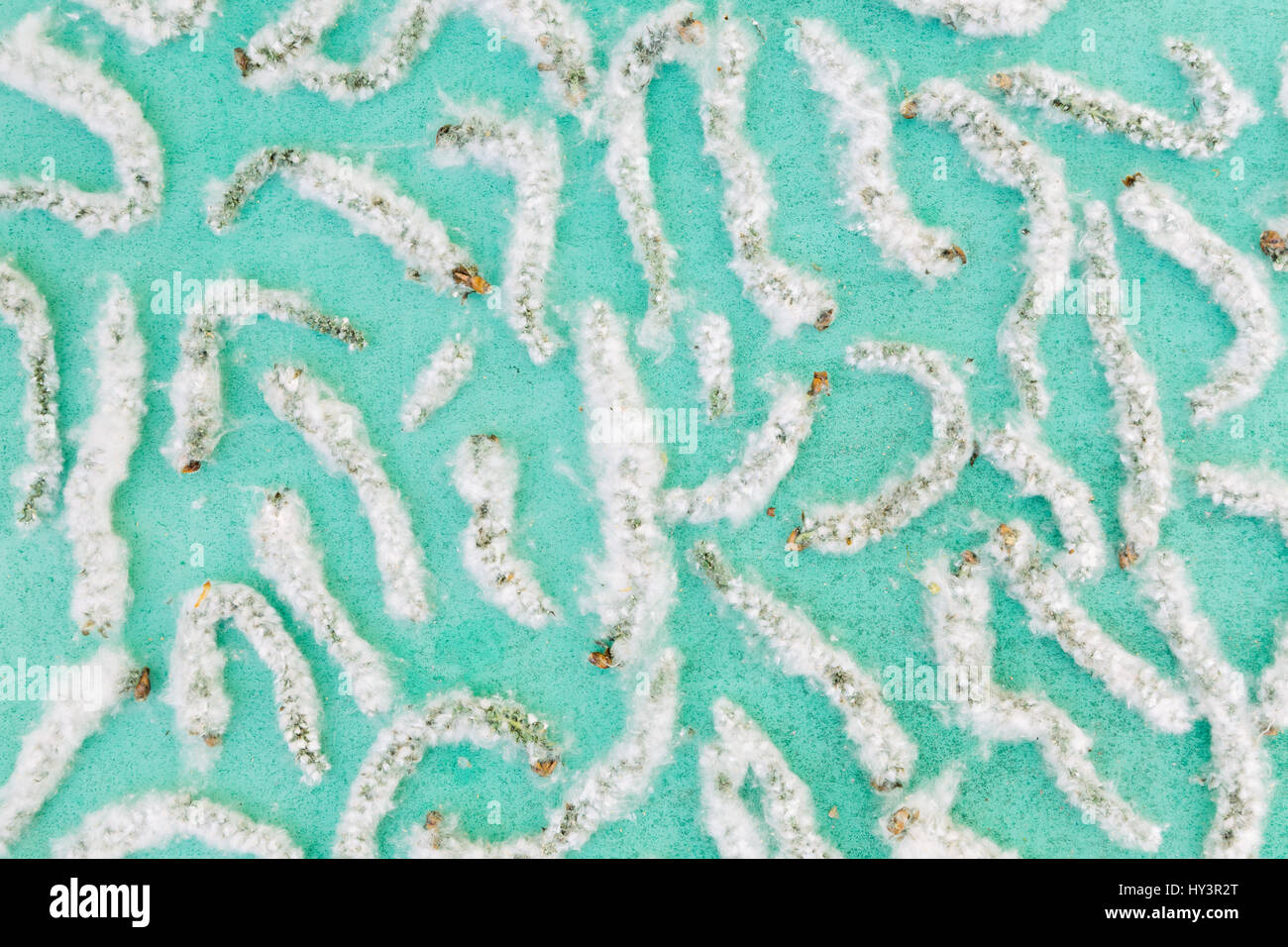 Poplar fluff worms on turquoise background, abstract natural pattern ...
