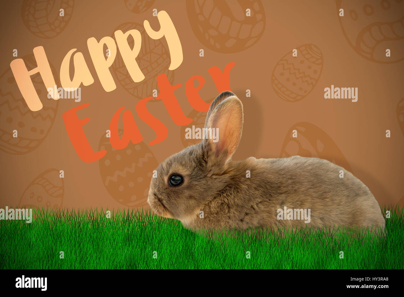 Side view of brown rabbit against maroon background Stock Photo - Alamy