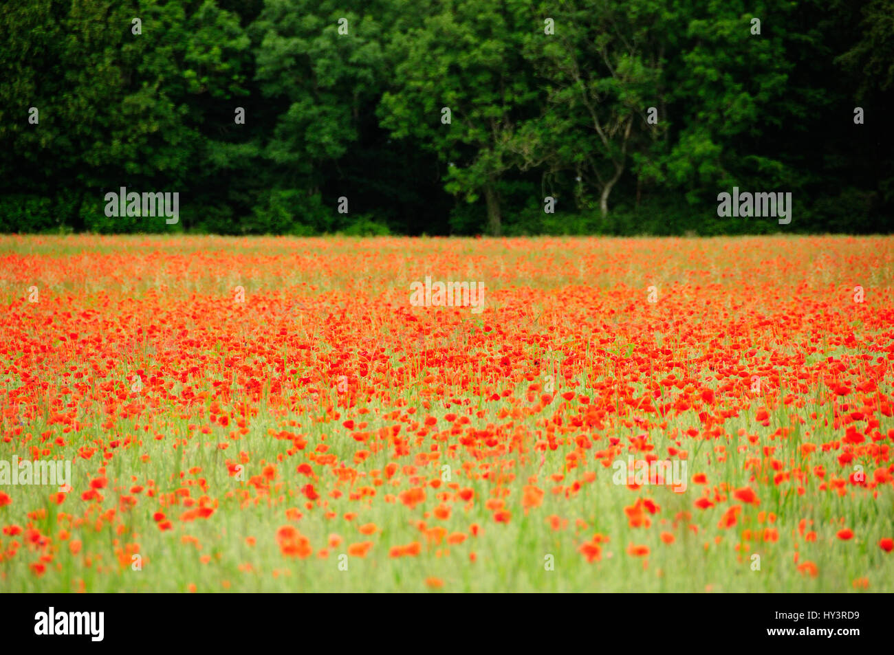 Poppy field in England Stock Photo - Alamy