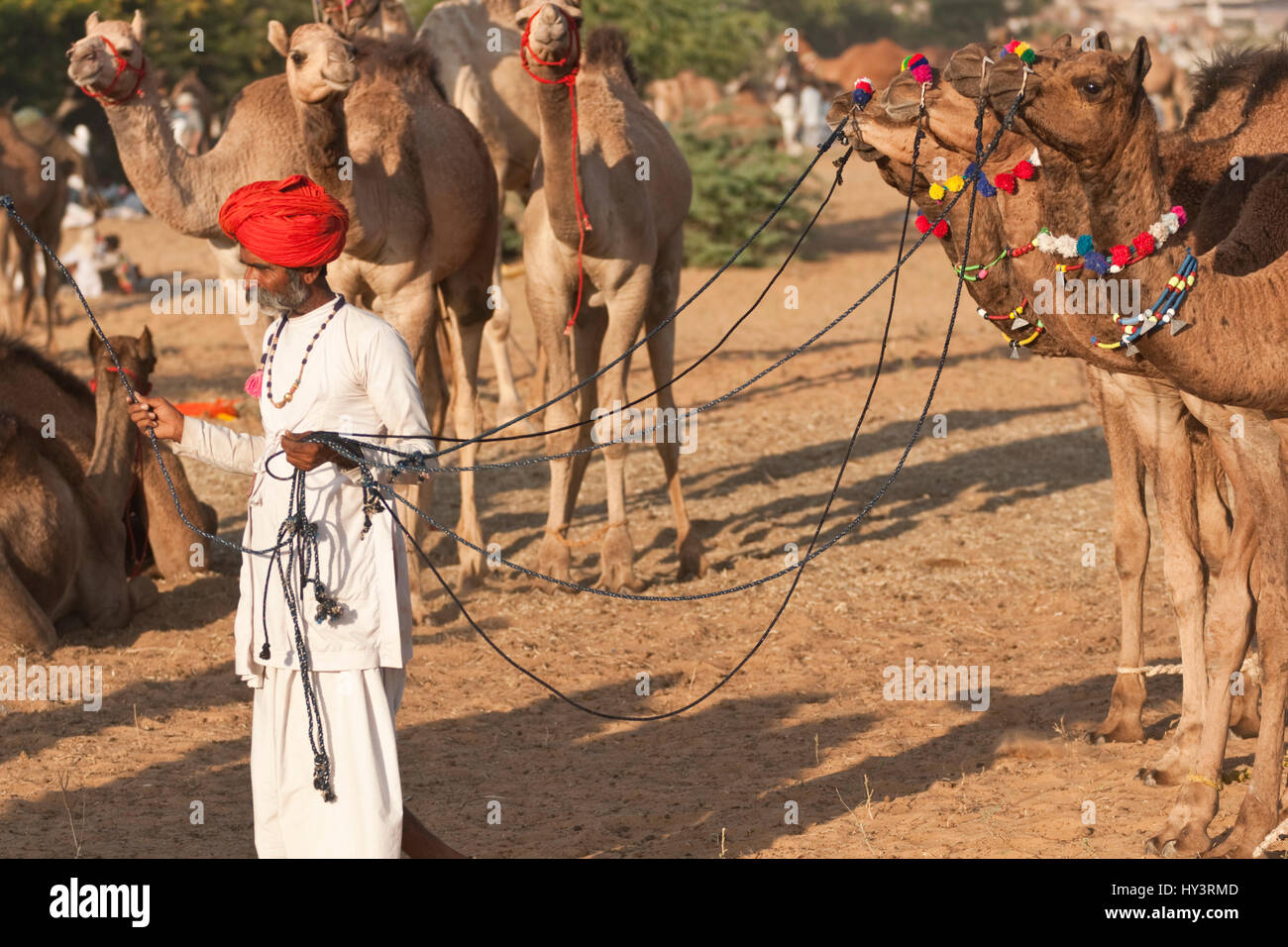 Camel herd at well hi-res stock photography and images - Alamy