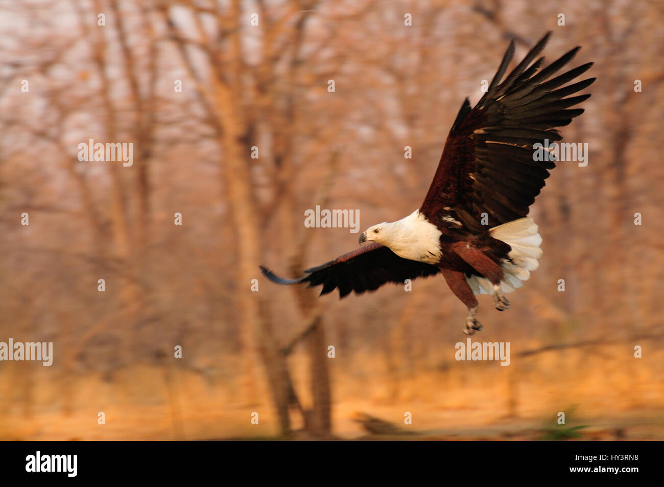 Fish eagle flying in woodland in Malawi Stock Photo - Alamy