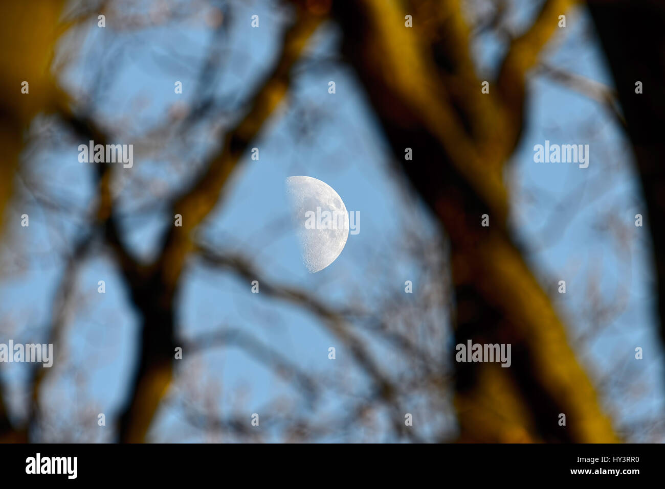Moon Between Tree High Resolution Stock Photography and Images - Alamy