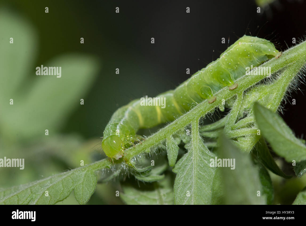 tomato looper eating on tomato leaves Stock Photo - Alamy