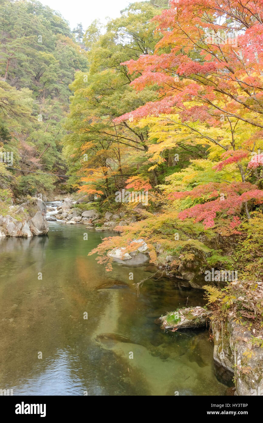 River flows through forest with autumn colour trees in Shosenkyo Gorge ...