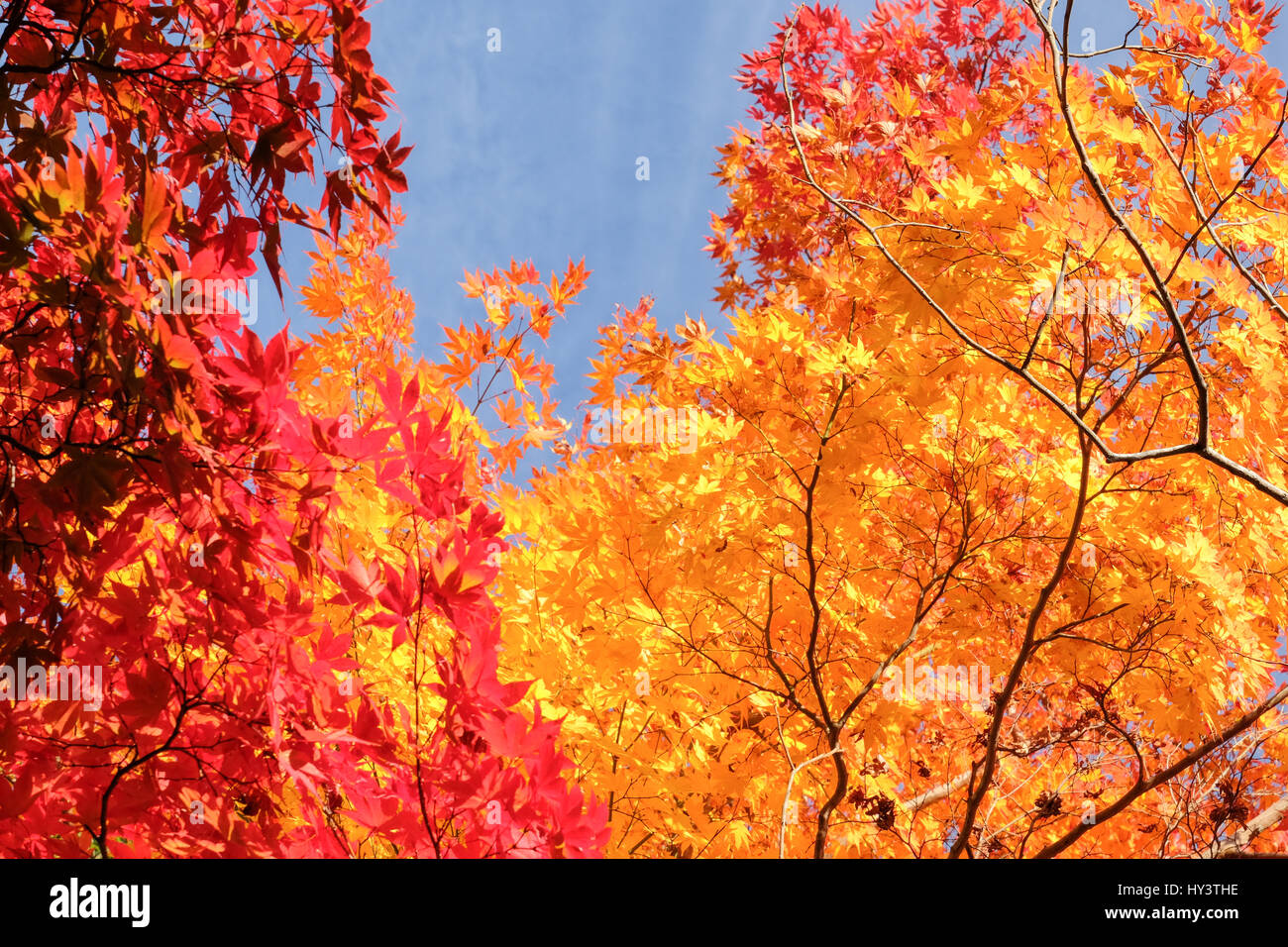 Autumn colour trees with blue sky in Kyoto, Japan Stock Photo - Alamy