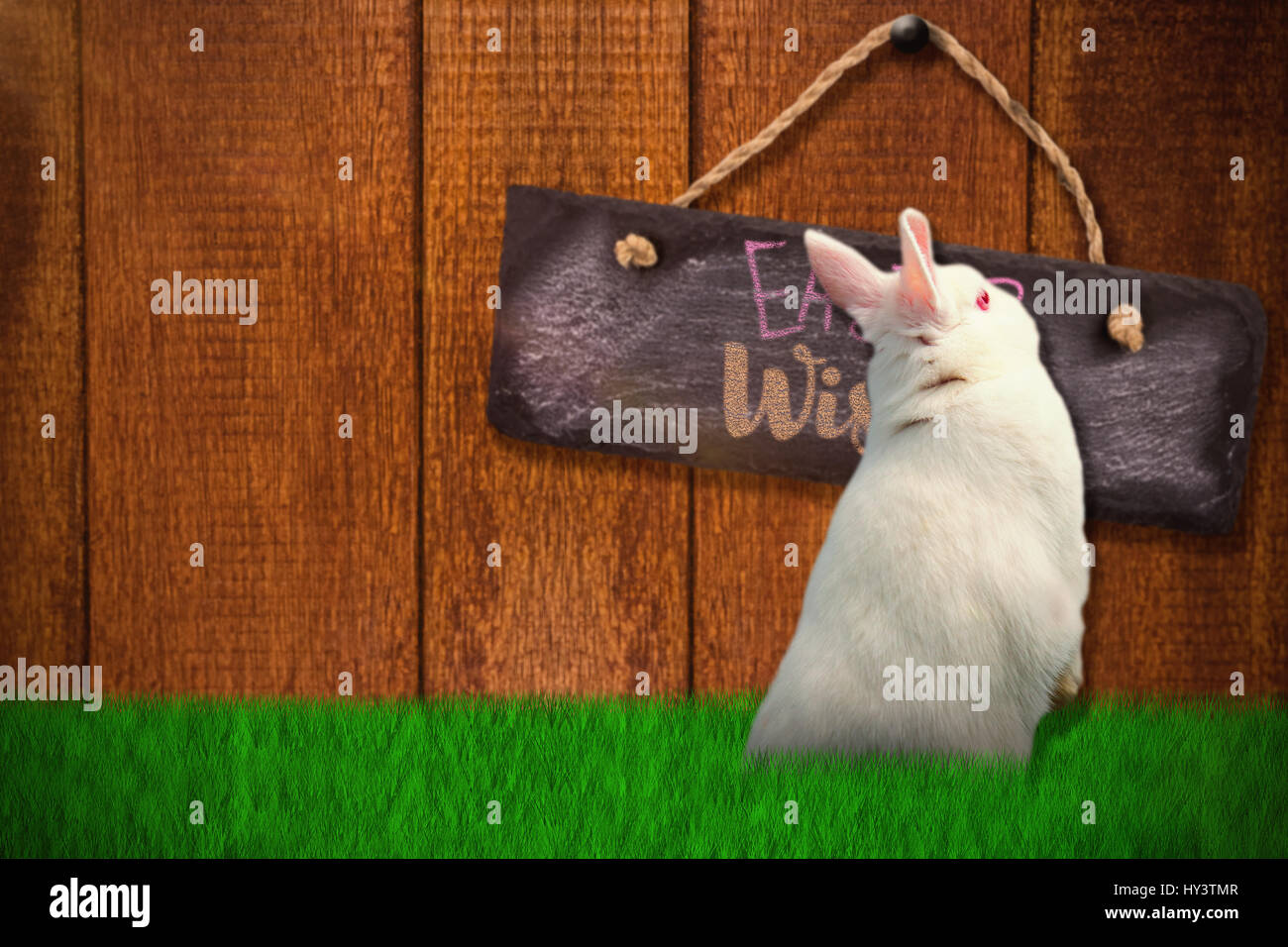 Rear view of cute rabbit against wooden background Stock Photo - Alamy