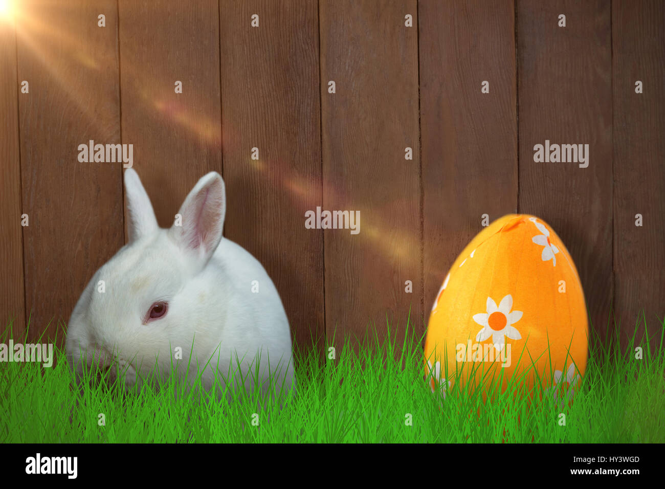 Rabbit against white background against wood panelling Stock Photo - Alamy