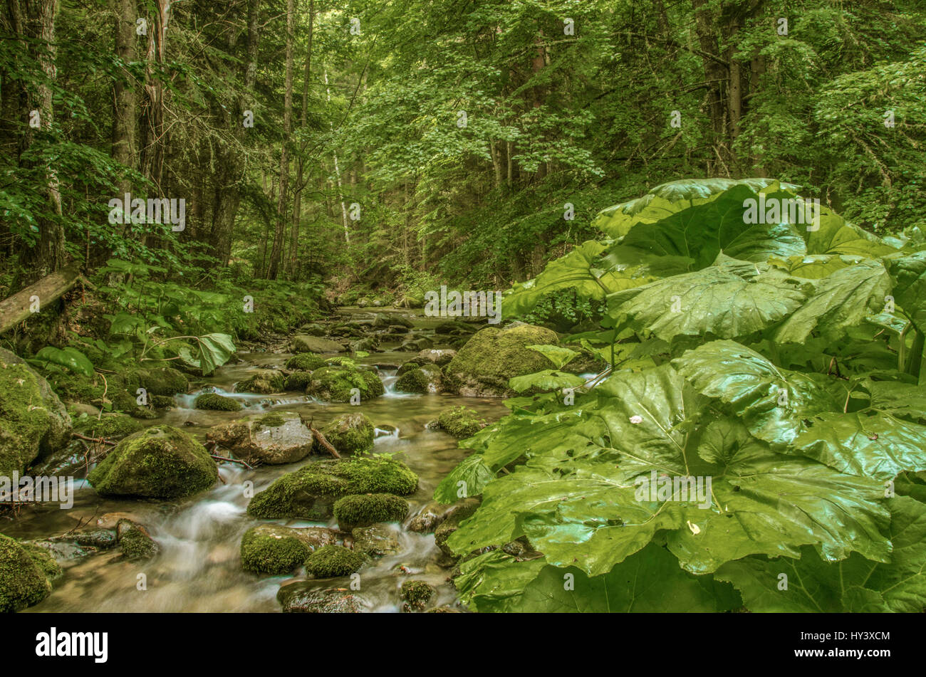 Wild Nature – Relaxing Background Stock Photo - Alamy