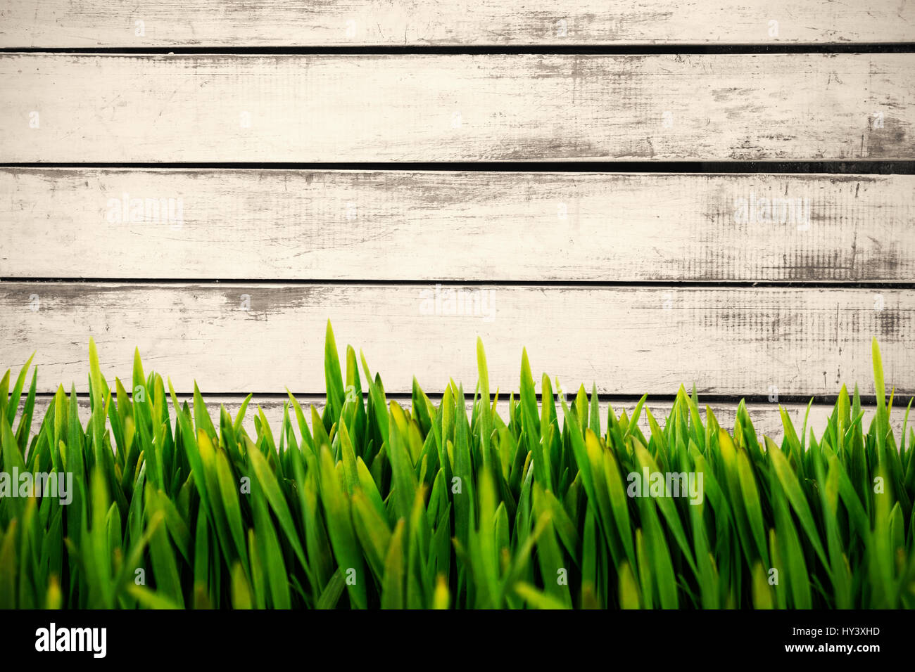 Grass growing outdoors against wood panels in row Stock Photo - Alamy