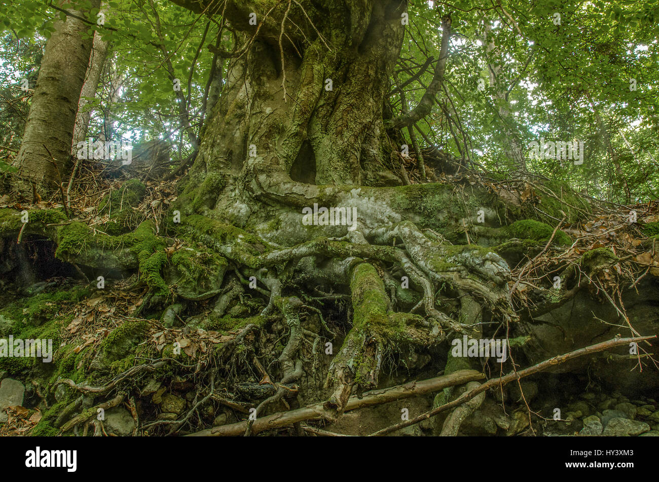 Tree With Roots Stock Photo - Alamy